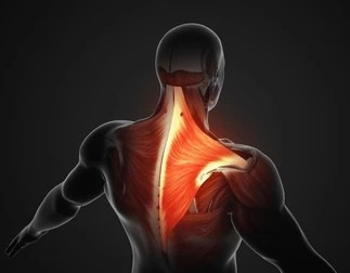 Trapezius Strain - Texas Orthopedic and Spine Associates